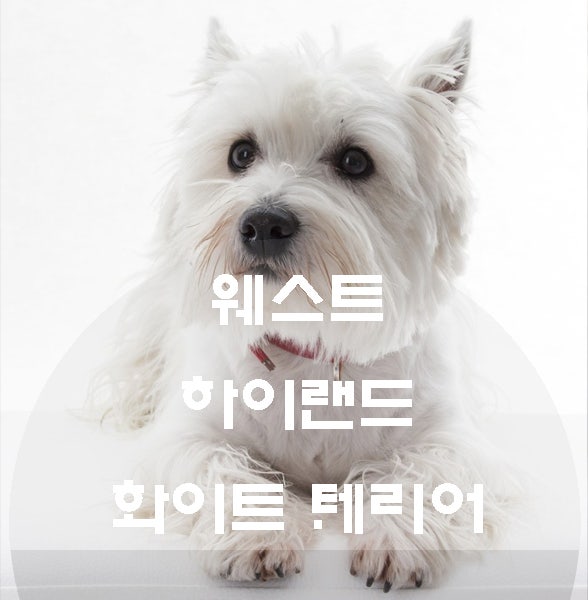 웨스트 하이랜드 화이트 테리어의 모든 것 웨스트 하이랜드 화이트 테리 성격 특징 크기 출생지 기르는 방법 털