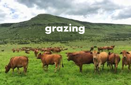 사막화(desertification)의 반대말이 green이라? : 네이버 블로그