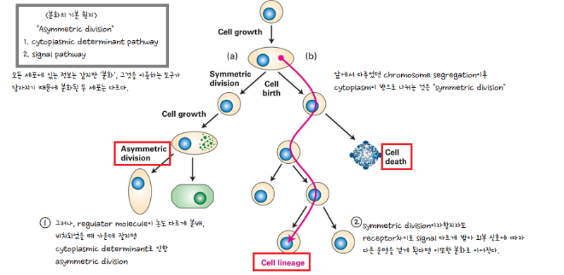 21. Stem cells, cell asymmetry, and cell death : 네이버 블로그