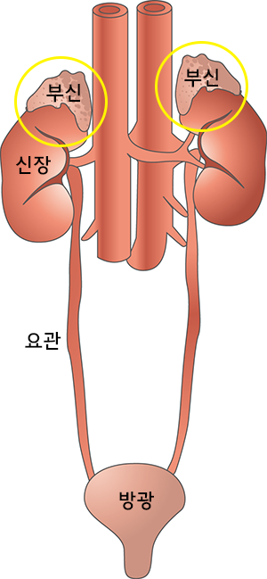 부신피질호르몬 왜 중요한가요 부신 위치와 기능 그리고 부신암 네이버 블로그