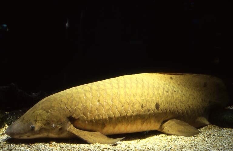 오스트레일리안 폐어(Austrailian lungfish)[Neoceratodus forsteri] : 네이버 블로그
