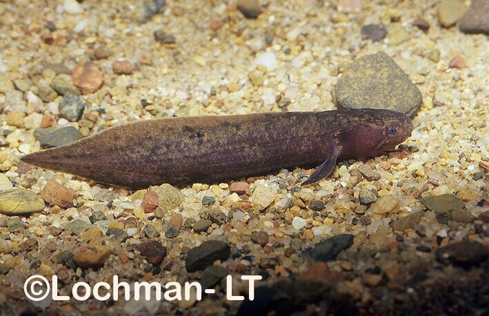 오스트레일리안 폐어(Austrailian lungfish)[Neoceratodus forsteri] : 네이버 블로그