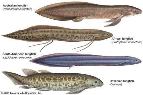 오스트레일리안 폐어(Austrailian lungfish)[Neoceratodus forsteri] : 네이버 블로그