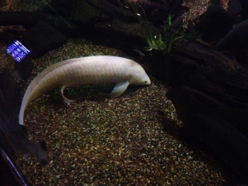 오스트레일리안 폐어(Austrailian lungfish)[Neoceratodus forsteri] : 네이버 블로그