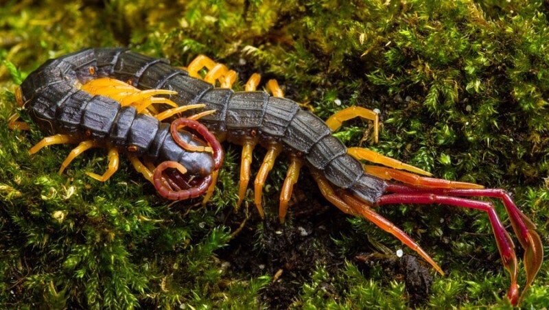 갑옷지네(Armored centipede)[Edentistoma sp] : 네이버 블로그