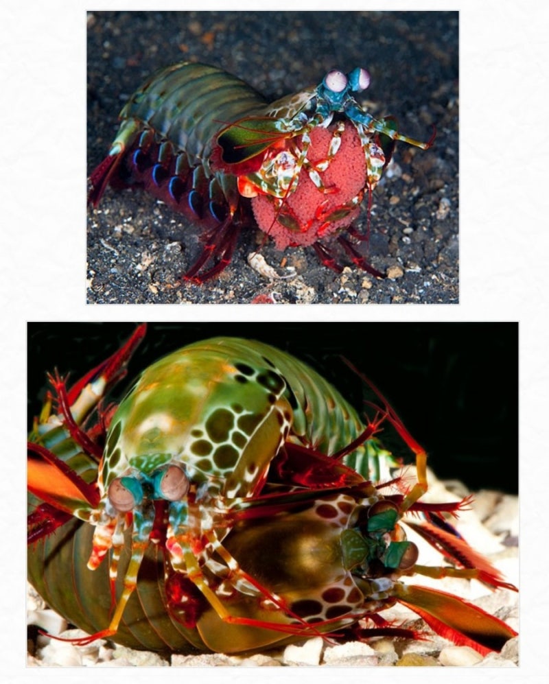 줄무늬 사마귀 새우 정보 [Zebra Mantis Shrimp] : 네이버 블로그