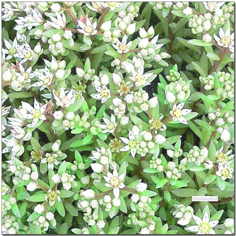 세덤속 / 기린초 Sedum : 네이버 블로그