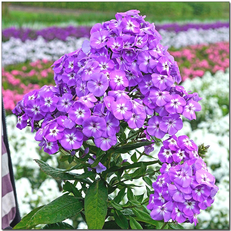 플록스속/풀협죽도 Phlox paniculata : 네이버 블로그