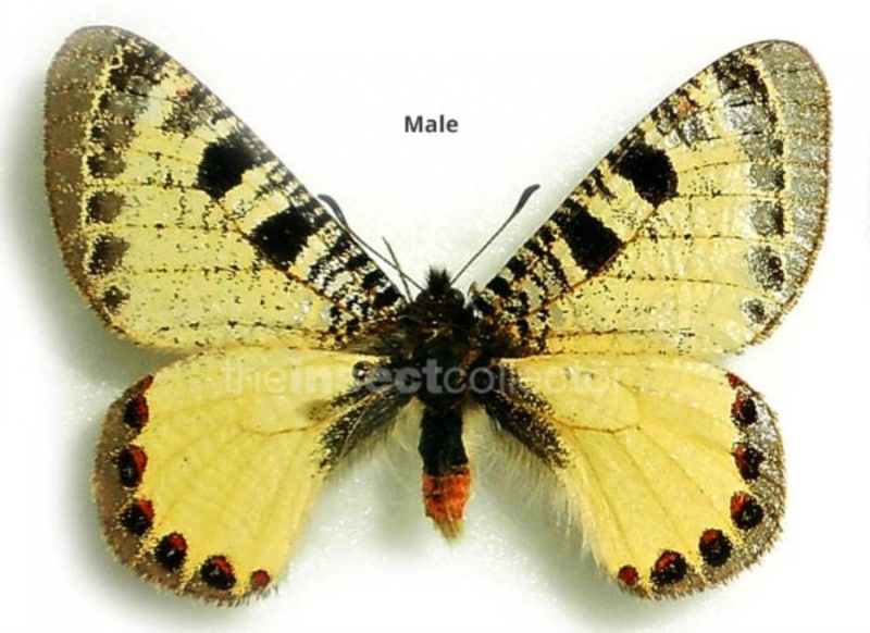 Subfamily Parnassiinae 모시나비 아과 : 네이버 블로그