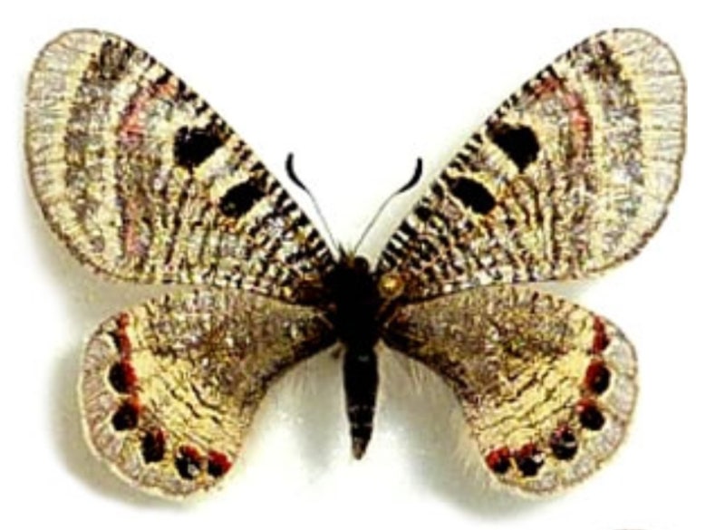 Subfamily Parnassiinae 모시나비 아과 : 네이버 블로그