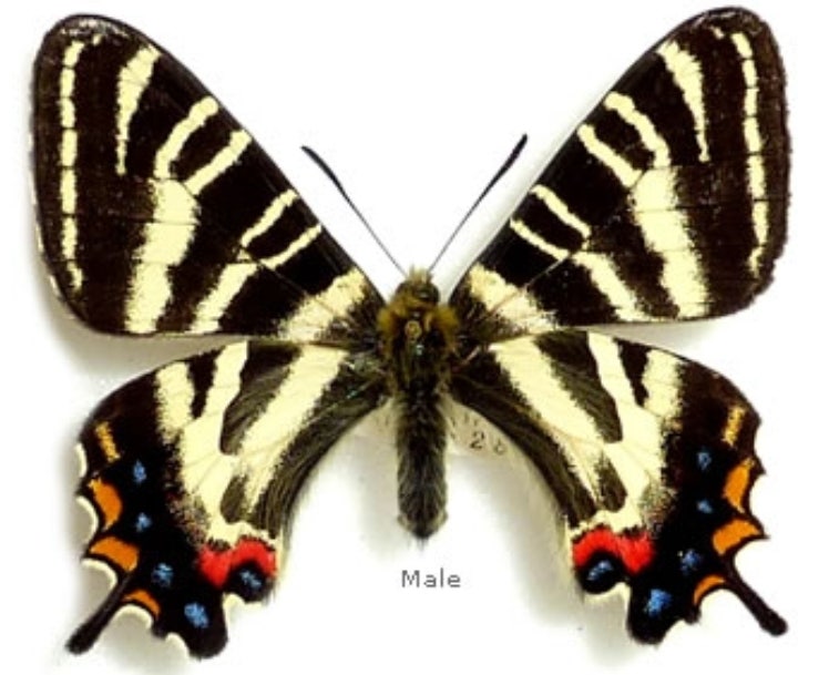 Subfamily Parnassiinae 모시나비 아과 : 네이버 블로그