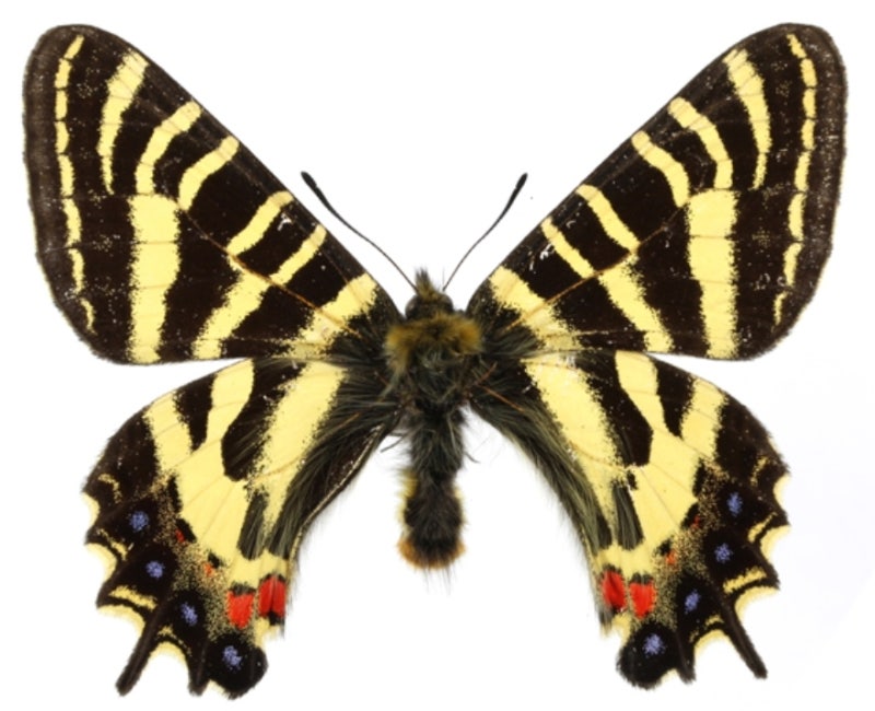 Subfamily Parnassiinae 모시나비 아과 : 네이버 블로그