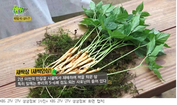 수삼먹는방법인삼꿀절임 금산인삼도매시장 새싹삼 네이버 블로그