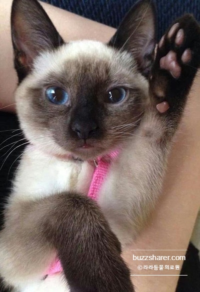 폴(FORL)이 뭔지 아세요? 고양이 치과질환 FORL 증상과 치료방법 : 네이버 블로그