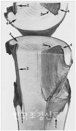 수목관리 일반 : 네이버 블로그