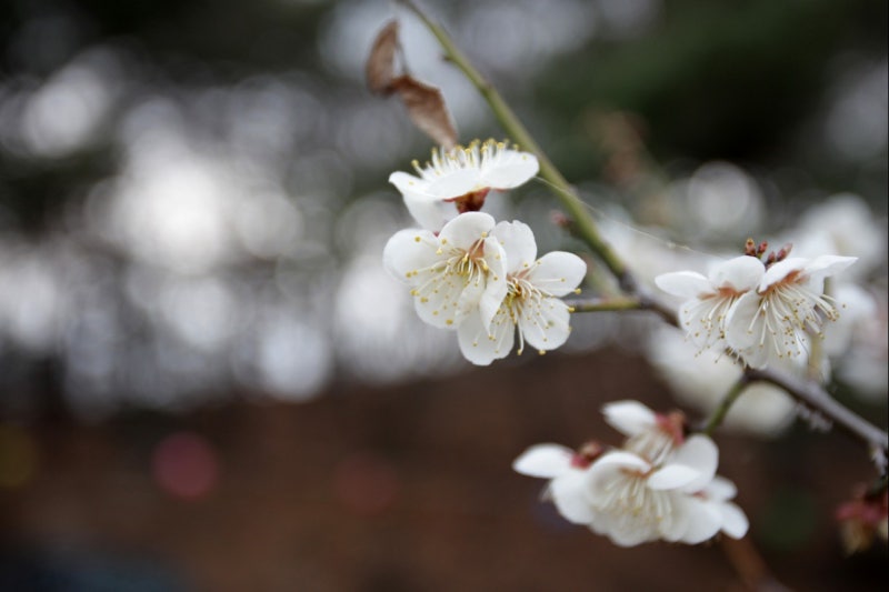 부토라 윙 브라운(BUTORA Wing Brown) - 불암산 릿지 : 네이버 블로그