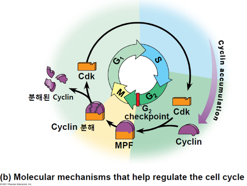 세포 주기(Cell Cycle) : 네이버 블로그