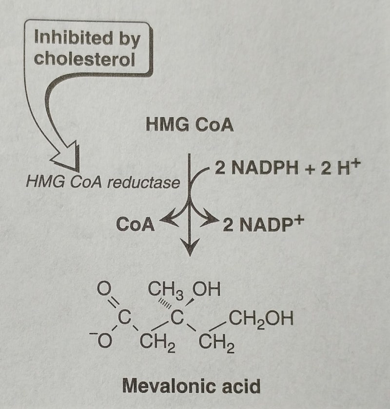 스타틴, HMG CoA 환원효소 억제제, Statin, HMG CoA reductase inhibitor : 네이버 블로그