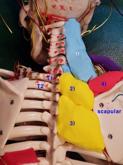 Rhomboid major, minor m. 대 소 능형근 어깨 통증 등담 Dorsal scapular nerve ...