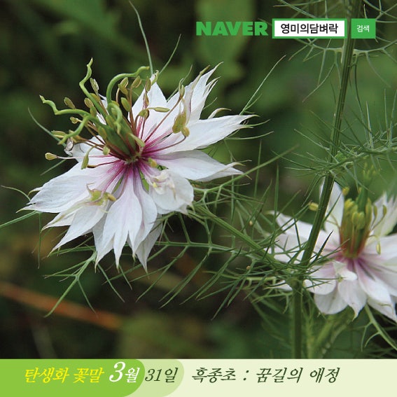 3월 탄생화 꽃말 1년 월별 탄생화 꽃말모음 네이버 블로그