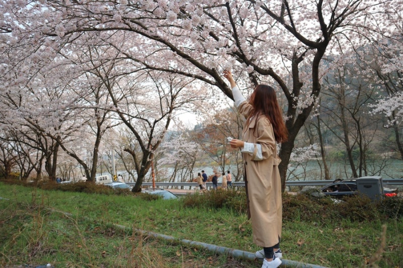벚꽃이 예쁜 광주 풍암호수공원 나주 한수제 네이버 블로그