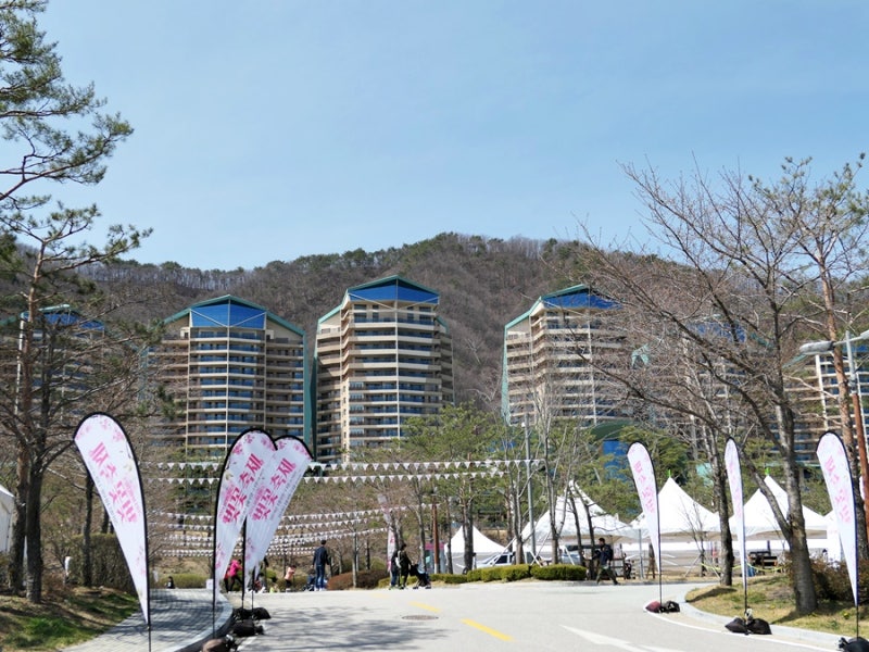 봄나들이 벚꽃엔딩은 홍천 대명리조트 추천해요♬ 네이버 블로그
