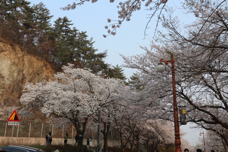벚꽃이 예쁜 광주 풍암호수공원 나주 한수제 네이버 블로그