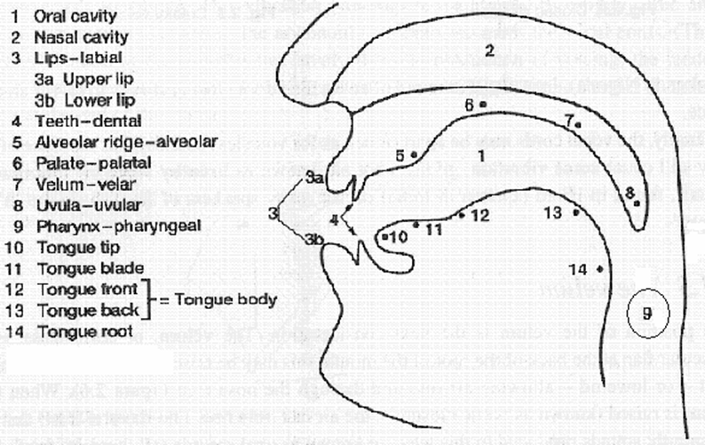 Aspects of speech production to consider : ⑤ The Place of Articulation ...