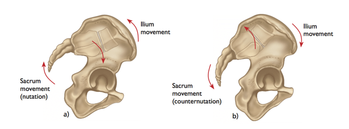 [소마 테라피] 골반 미세 움직임 흐름 받아내기(천장관절 Nutation / Counternutation) : 네이버 블로그