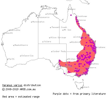 레이스 모니터 란? : 네이버 블로그