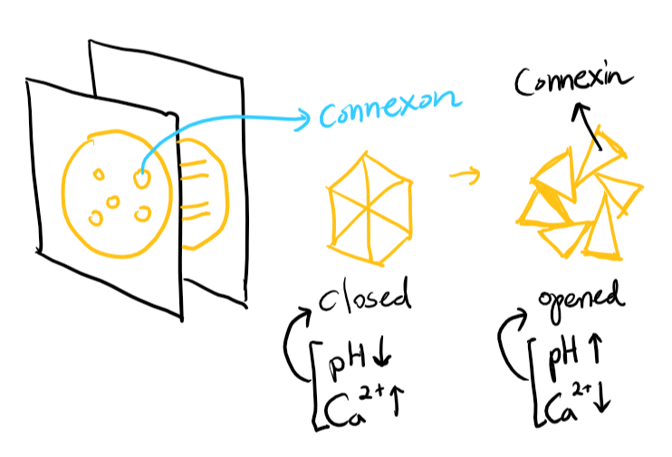 상피조직 epithelial tissue : 네이버 블로그