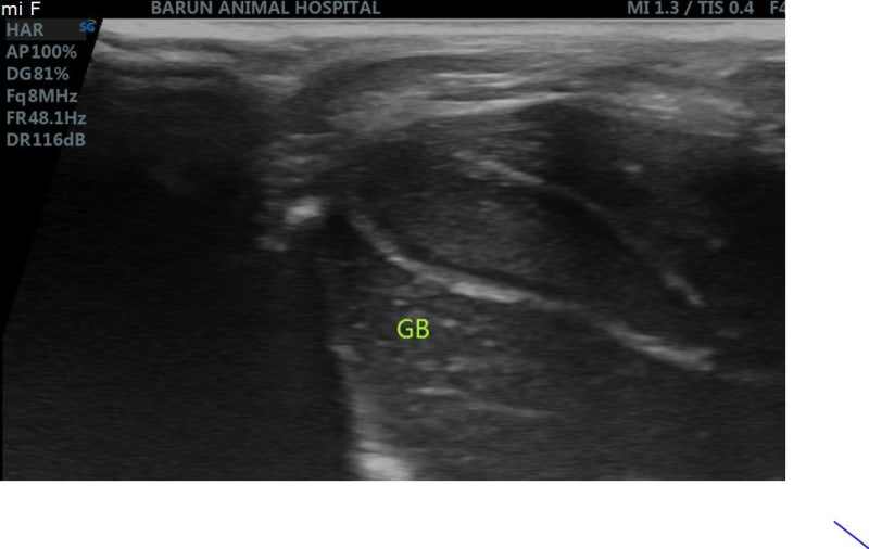 고양이 세동이염(Triaditis) / 수원동물병원,수원24시바른동물의료센터 : 네이버 블로그
