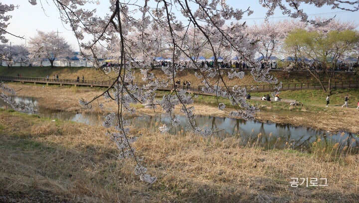 2019 김포 벚꽃축제 후기 계양천을 따라 벚꽃구경🌸 네이버 블로그
