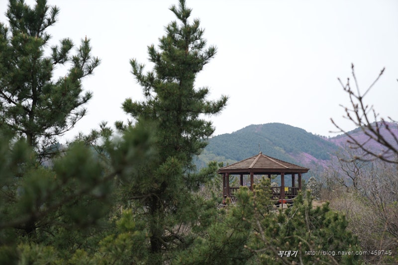 창원 천주산 진달래 산행 638m 등산코스 천주봉 용지봉 축제 네이버 블로그