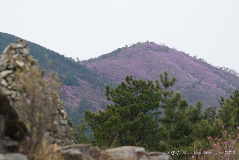 창원 천주산 진달래 산행 638m 등산코스 천주봉 용지봉 축제 네이버 블로그