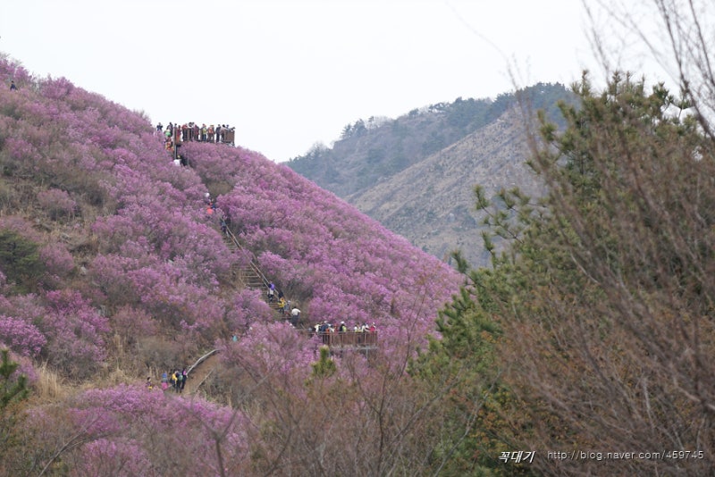 창원 천주산 진달래 산행 638m 등산코스 천주봉 용지봉 축제 네이버 블로그