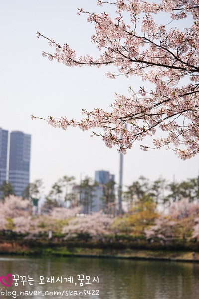 석촌호수 벚꽃축제롯데월드타워 스카이31 푸드애비뉴 네이버 블로그
