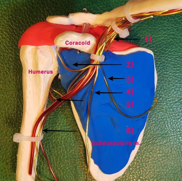 Thoracodorsal nerve(TDS) : 네이버 블로그
