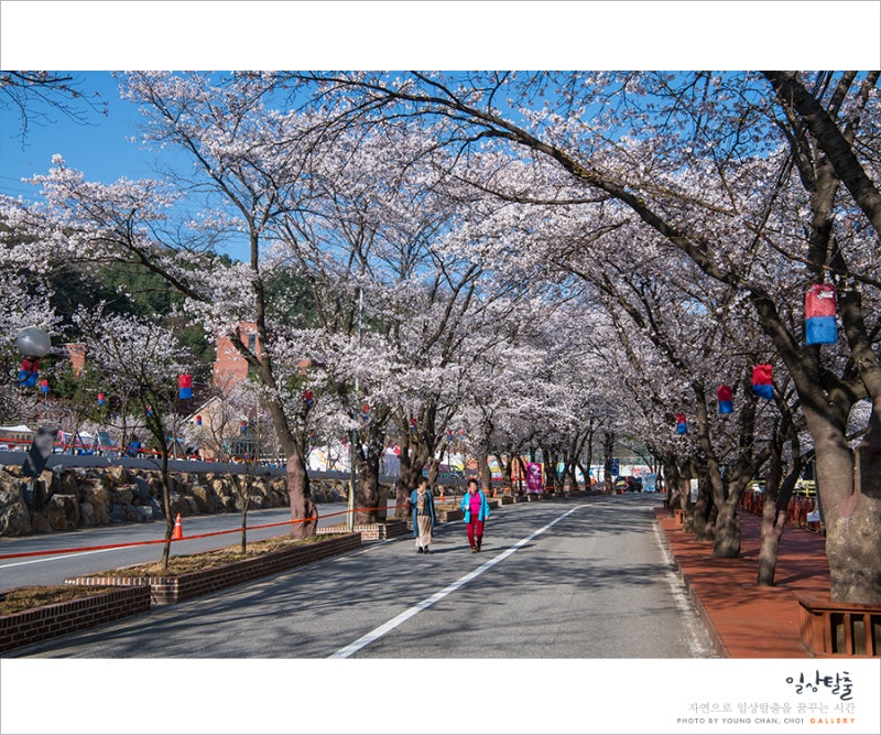 가평 에덴벚꽃길 벚꽃축제에서 화려한 마지막 봄을 만나다 네이버 블로그