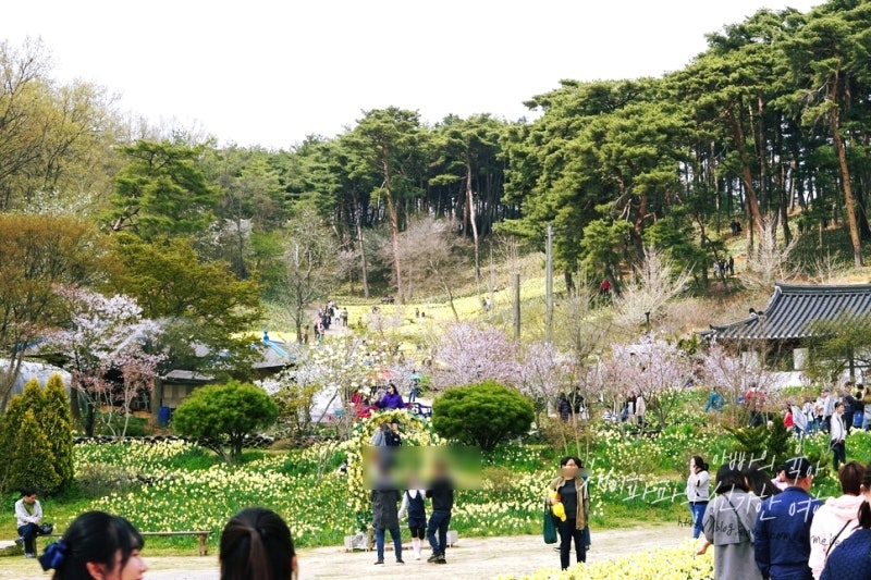 서산 가볼만한곳 유기방가옥 수선화축제 노란물결 네이버 블로그