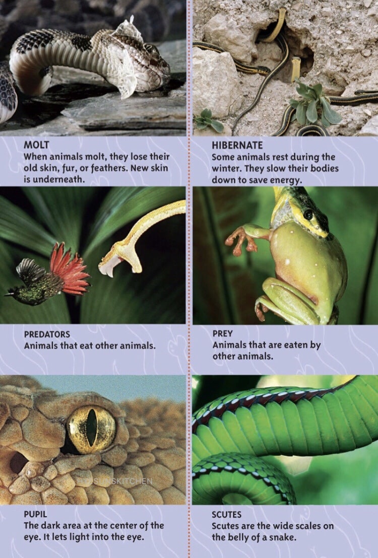 National Geographic Kids Snakes Level 2 책의 Lexile measure 얼마일까요? : 네이버 블로그