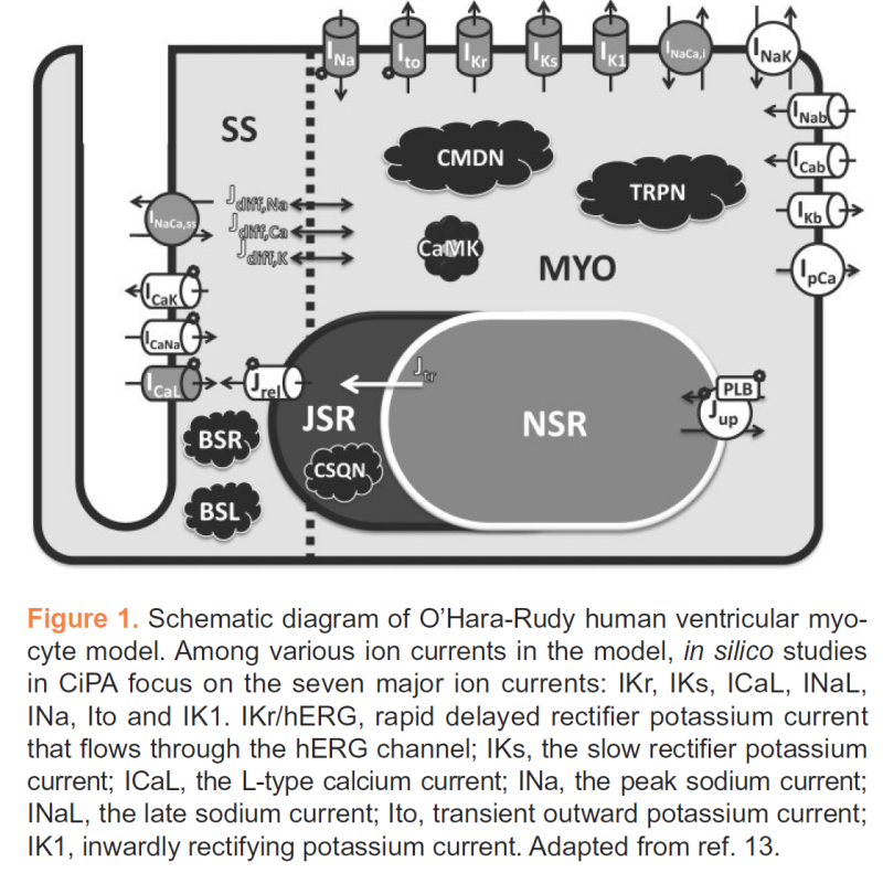 CiPA Project의 In Silico Model 소개 : 네이버 블로그