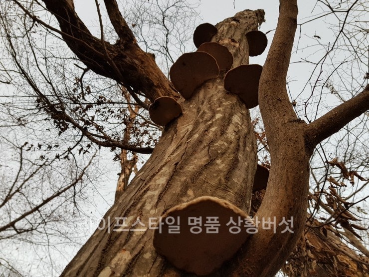 자연산 말굽버섯 먹는방법 및 효능 그리고 보관방법 또는 끓이는법 네이버 블로그
