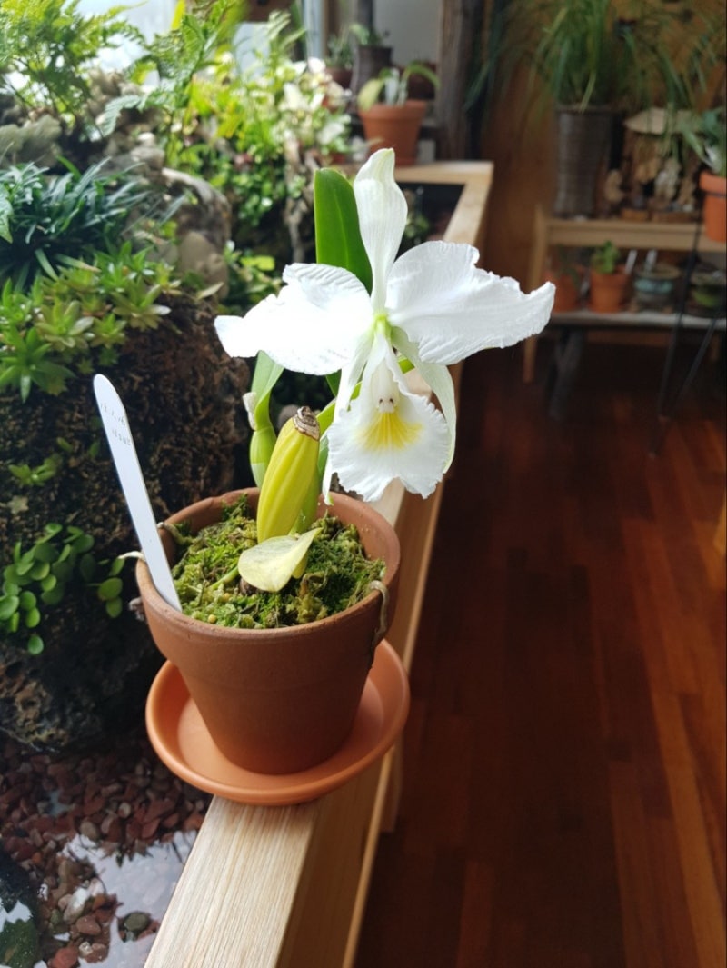 C. schroederae fma. alba 'Hercules' FCC/AOS(OG) : 네이버 블로그