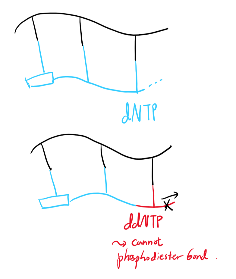 생명공학: 중합효소연쇄반응 PCR polymerase chain reaction : 네이버 블로그