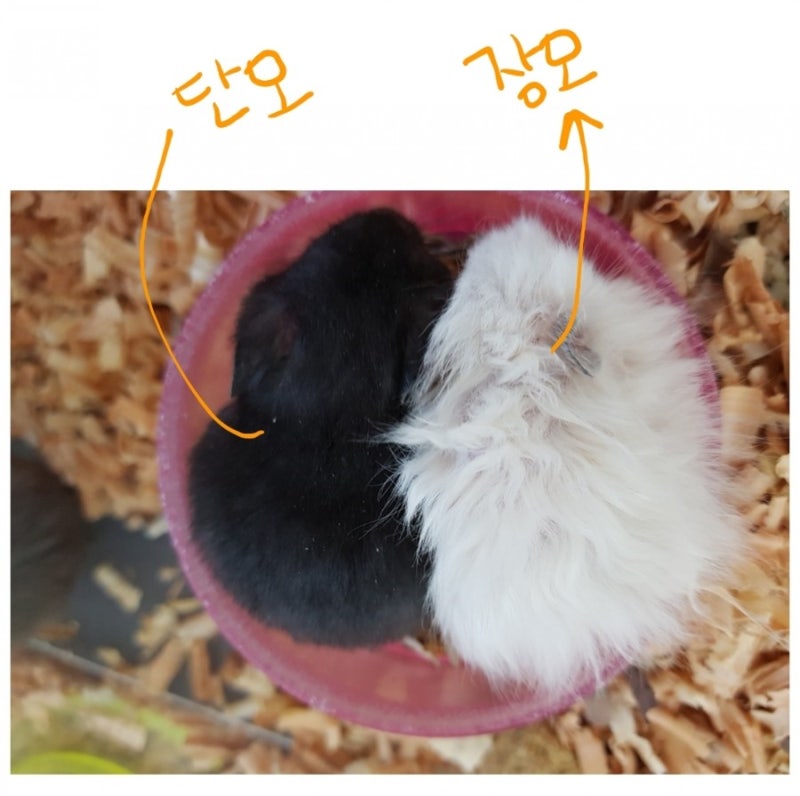 햄스터분양 5월 셋째주 골든햄스터 종류안내 미햄찾아요 여기요 여기~ 네이버 블로그