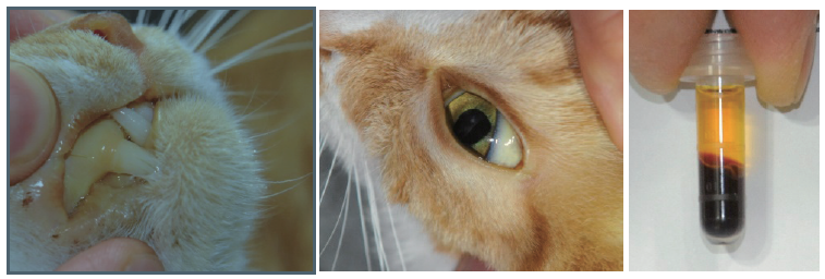 고양이 삼분기염(Feline Triaditis) : 네이버 블로그