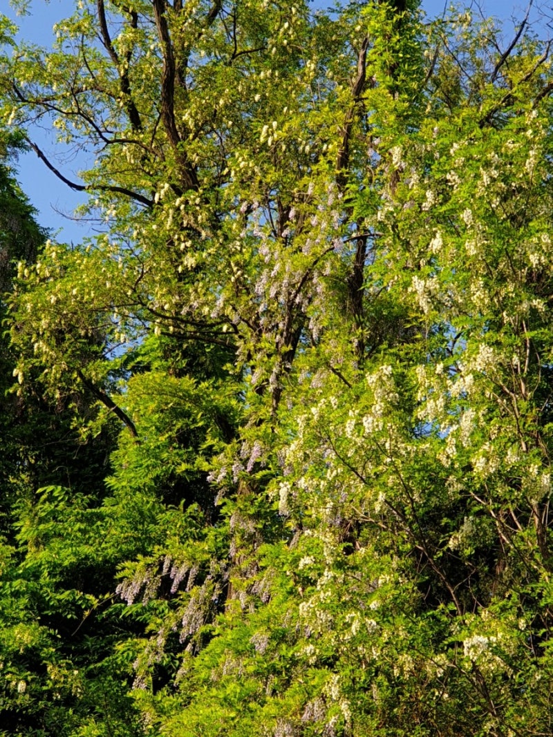 아까시꽃 : 네이버 블로그