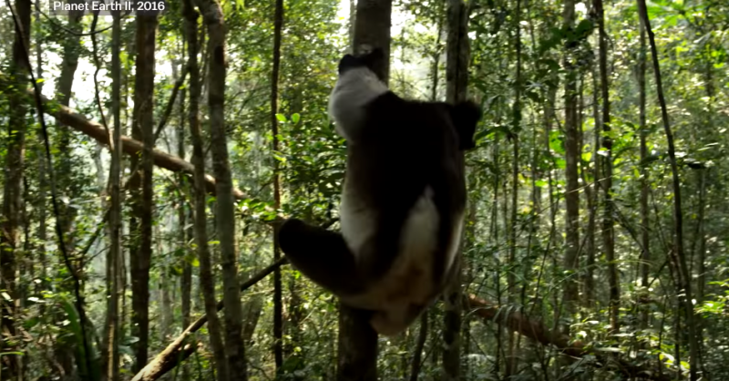 BBC 동물 다큐멘터리가 만들어지는 과정 : 네이버 블로그