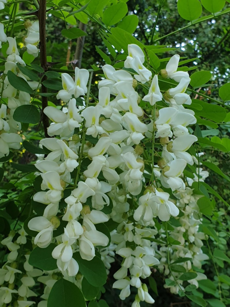 아까시꽃 : 네이버 블로그